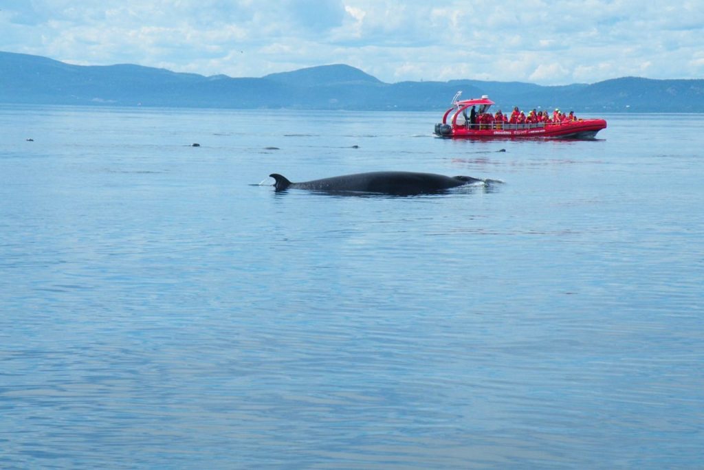 Croisières Essipit : tous aux baleines avec les Innus ! - Québec le Mag