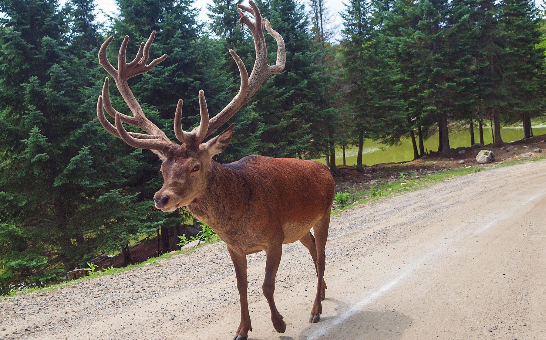 Parc Oméga - Découvrez les animaux du Canada - Québec le Mag