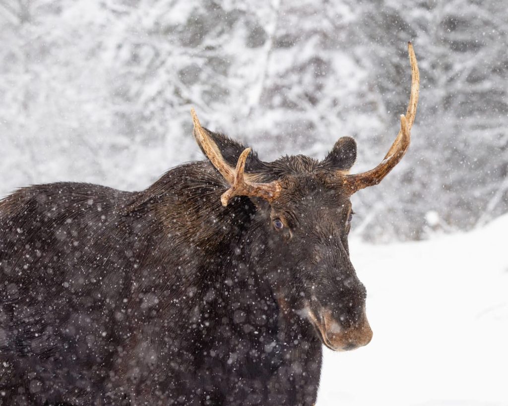 Observer les animaux du Québec : notre top 10 - Québec le Mag