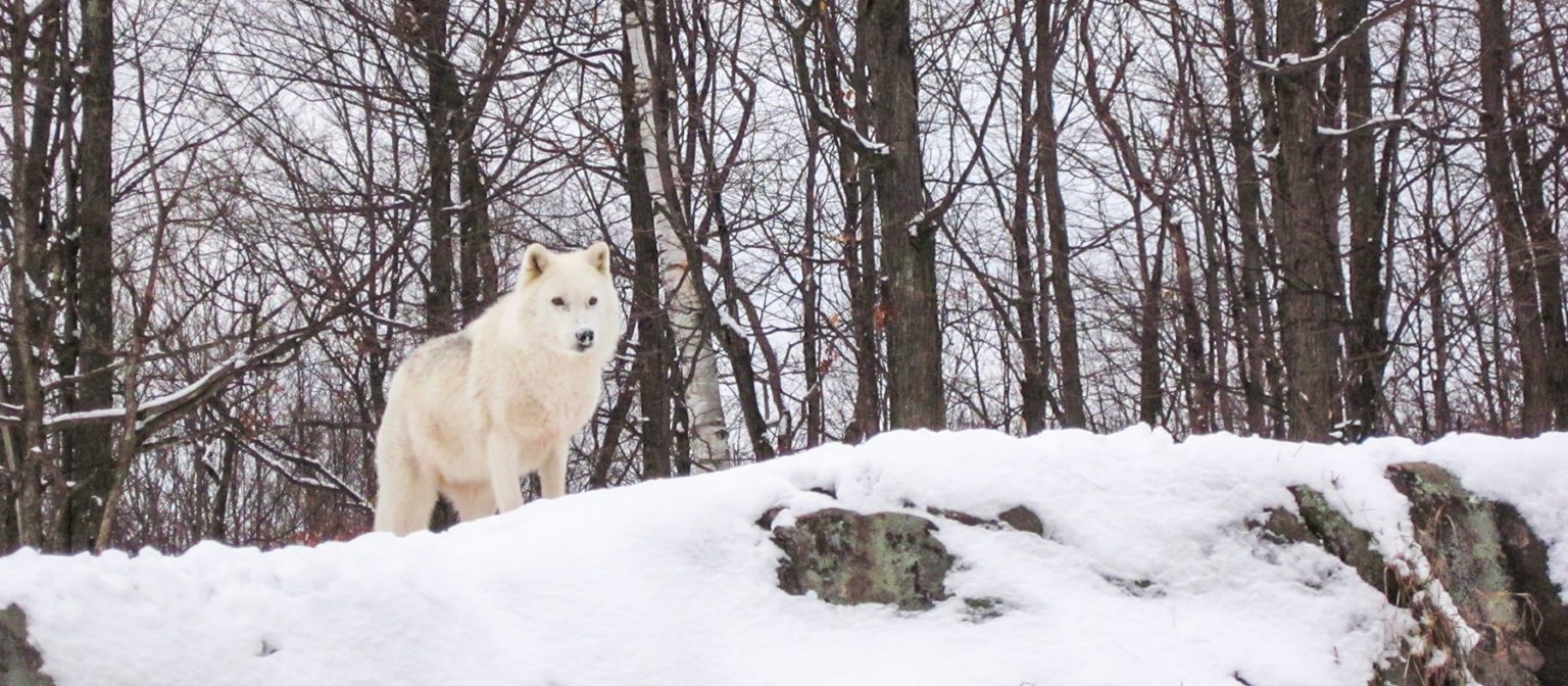 Découvrez le Parc Oméga en hiver - Québec le Mag, magazine du Québec