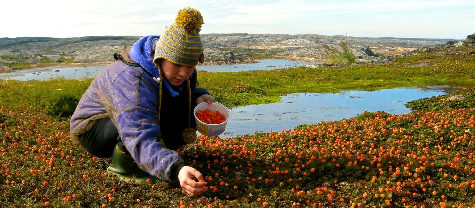 Une récolte qui porte ses fruits au Nunavik - Québec le Mag