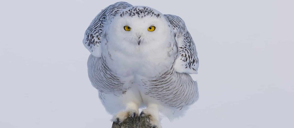 Observer les animaux du Québec : notre top 10 - Québec le Mag