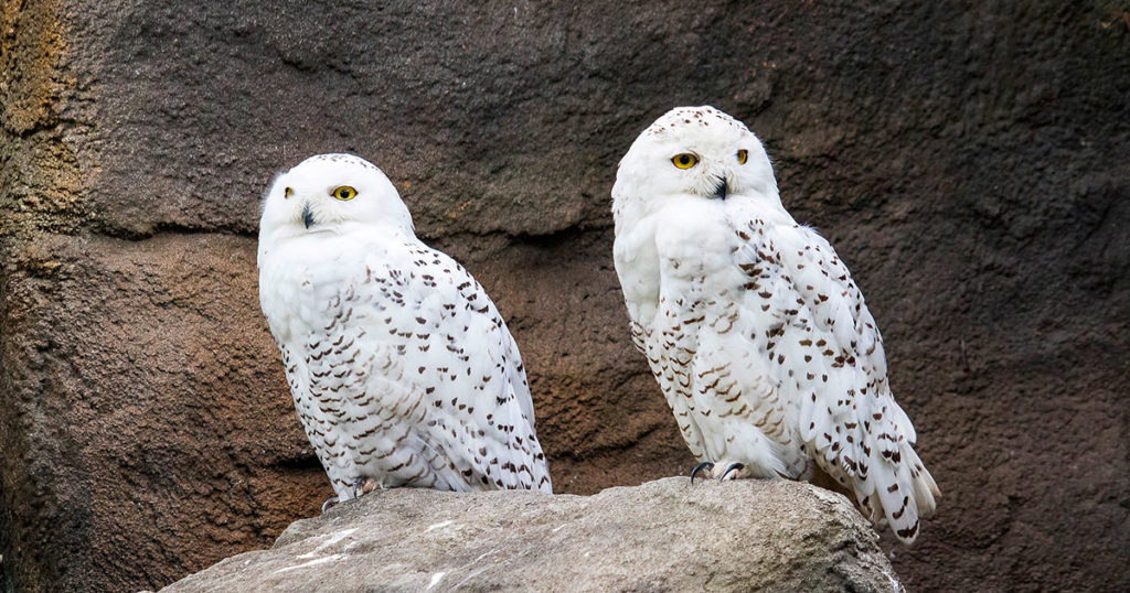 Le harfang des neiges - Emblème du Québec - Québec le Mag