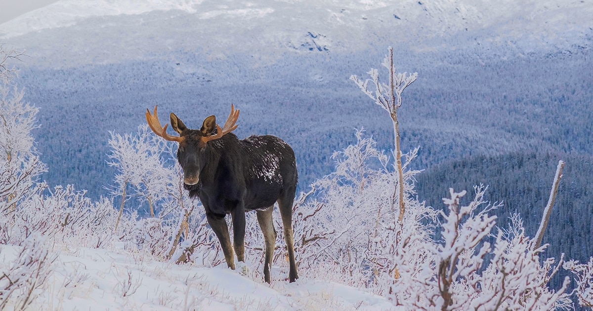 10 lieux au Québec pour rencontrer des animaux - Québec le Mag