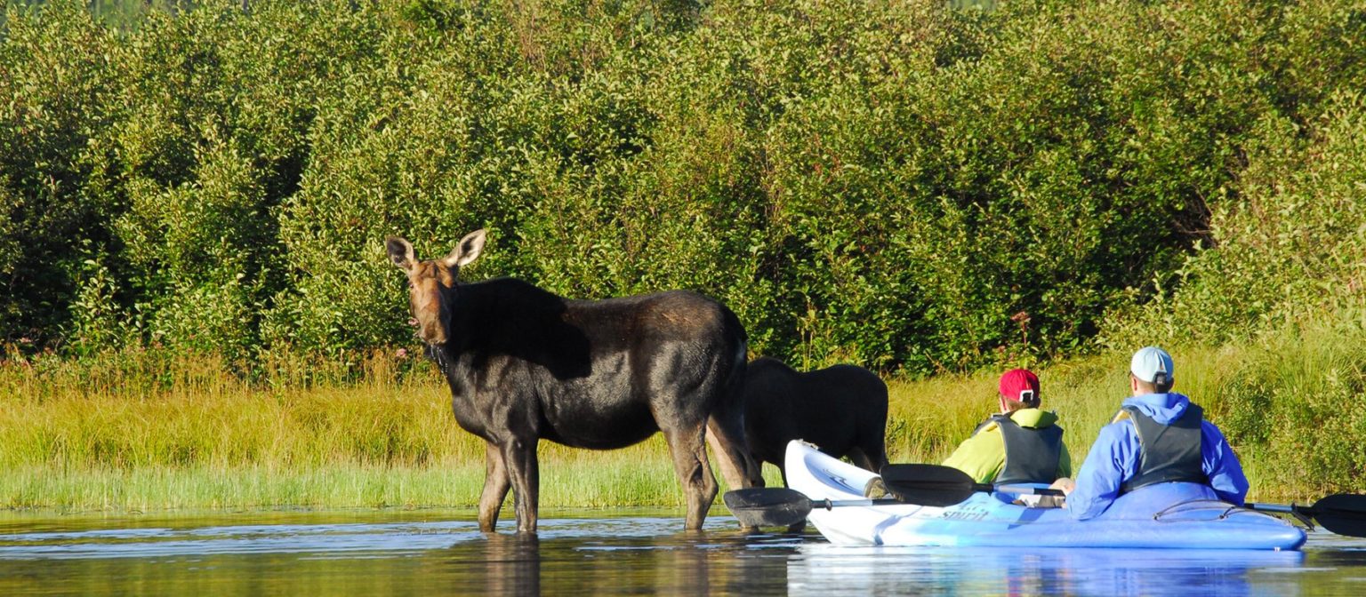10 lieux au Québec pour rencontrer des animaux - Québec le Mag