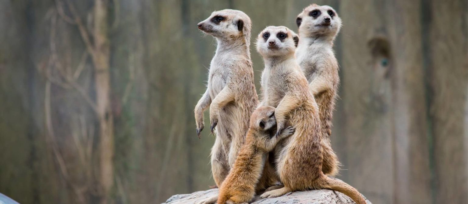 10 lieux au Québec pour rencontrer des animaux - Québec le Mag