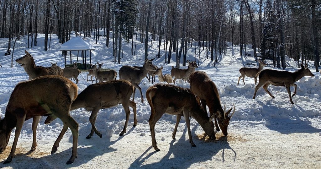 Une semaine en famille en hiver au Québec - Québec le Mag