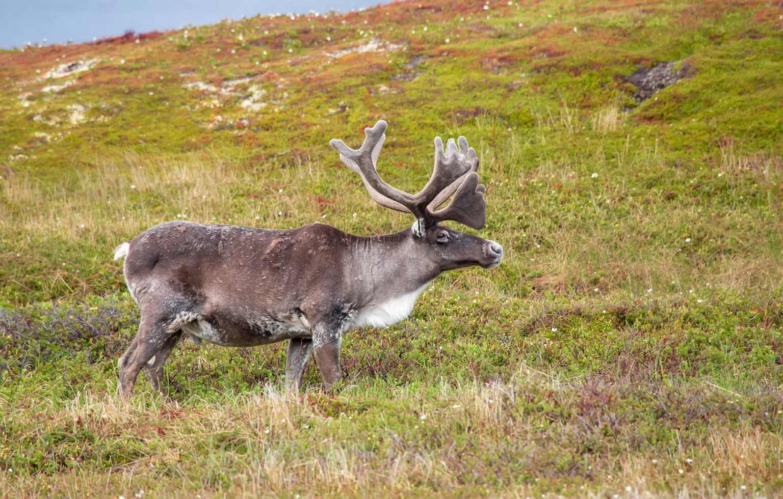 Terre-Neuve, la destination pour l’observation de la faune - Québec le Mag