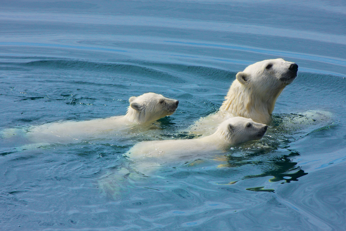 Observation de la faune - Québec le Mag