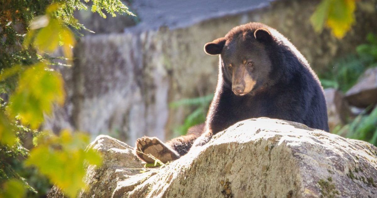 Observer les animaux du Québec : notre top 10 - Québec le Mag