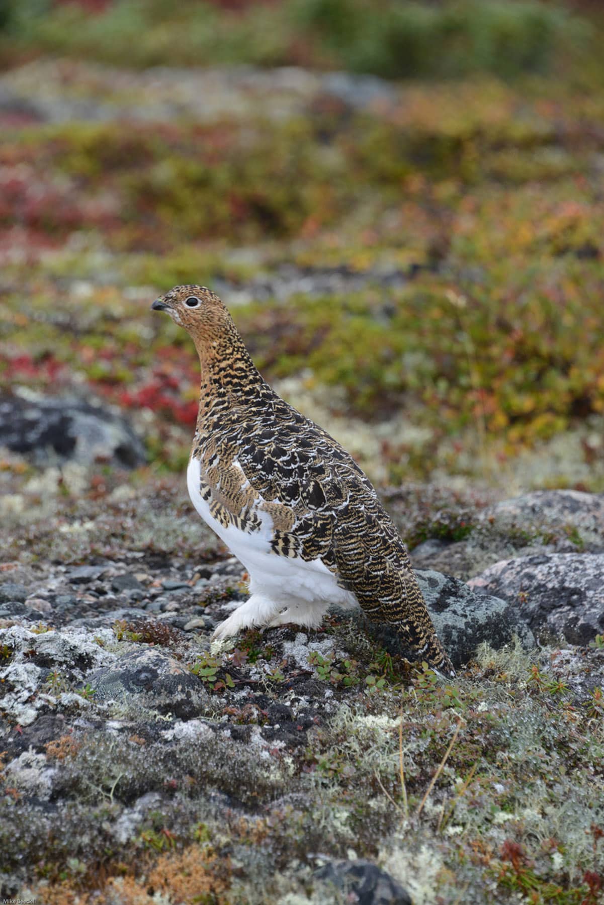 Au Nunavik, des aventures nordiques à vivre à la fin de l’été - Québec ...