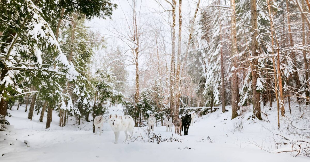 Visiter le Parc Oméga cet hiver : de l’inédit même la nuit ! - Québec ...